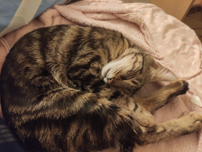 infinite cats - a lot of cats